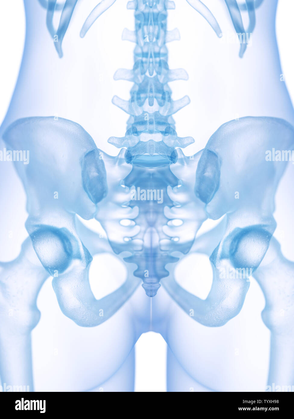 Sacrum medically accurate 3d hi-res stock photography and images - Alamy