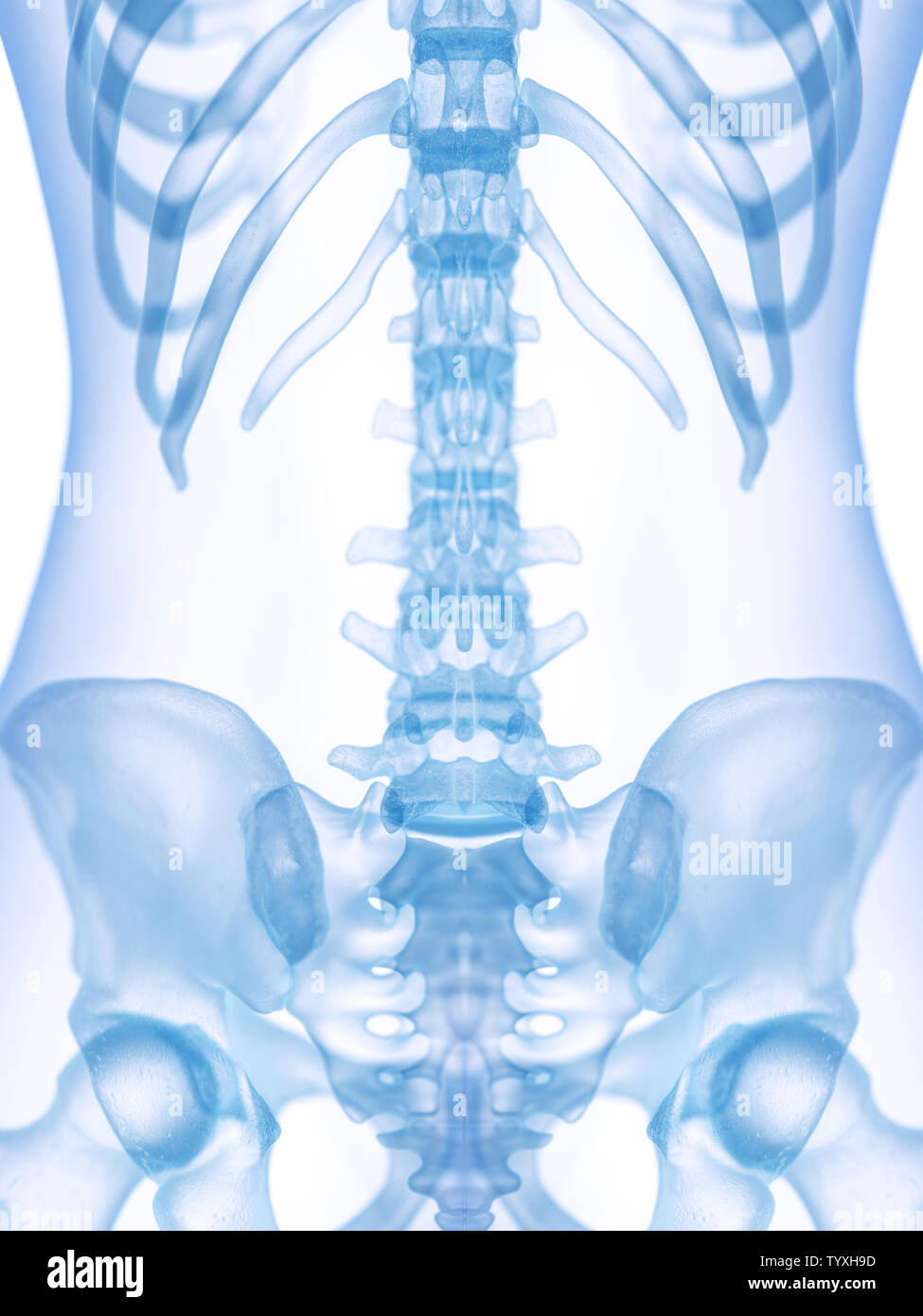 3d rendered medically accurate illustration of the sacrum Stock Photo ...