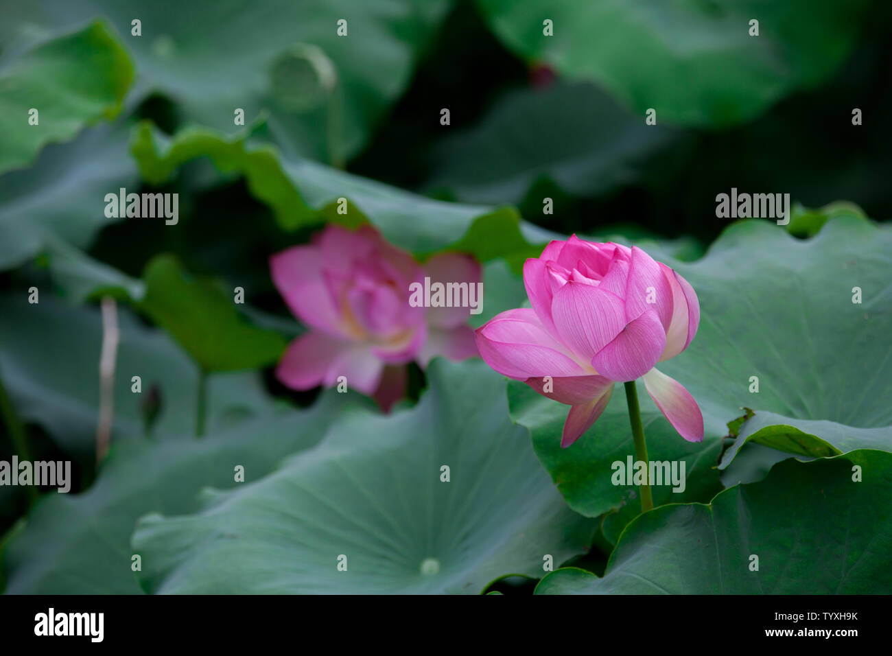 Lily foreign aquatic plants and plants hi-res stock photography and ...