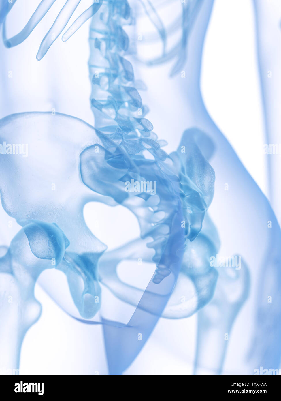 3d rendered medically accurate illustration of the sacrum Stock Photo ...