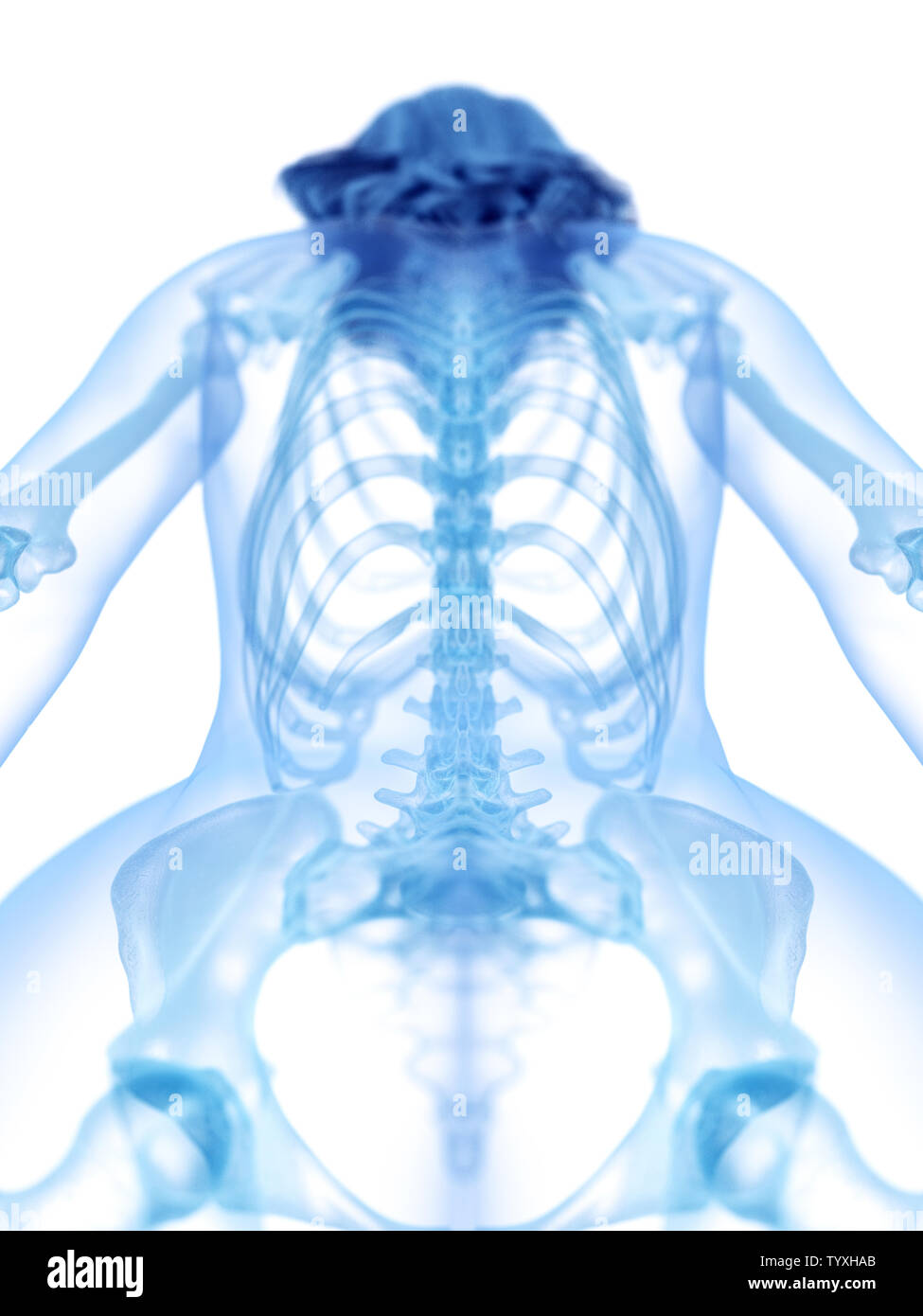 3d rendered medically accurate illustration of the skeletal back Stock ...