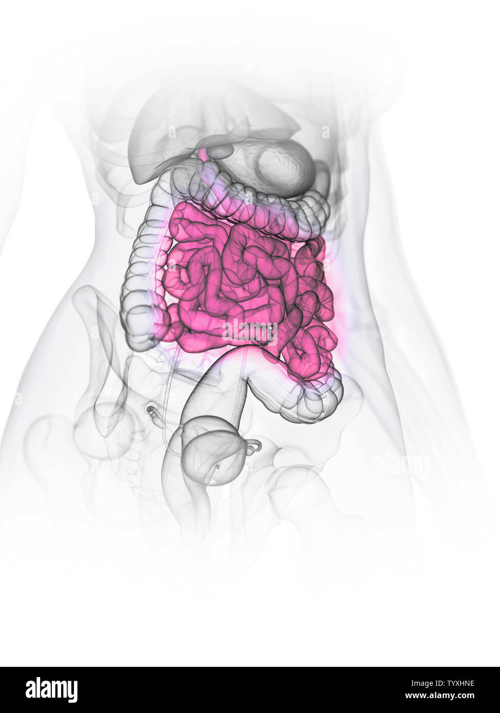 Celiac disease small intestine Cut Out Stock Images & Pictures - Alamy