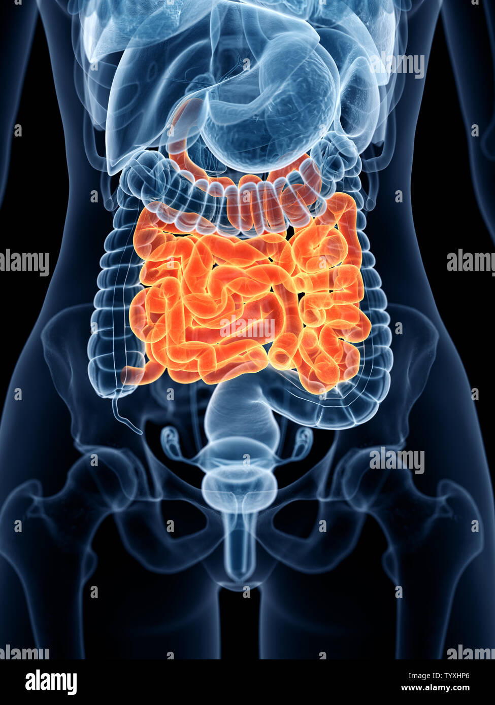3d rendered medically accurate illustration of a womans small intestine ...