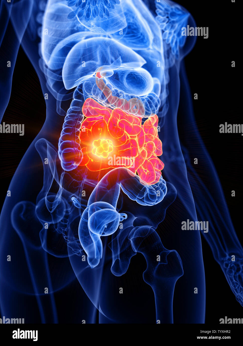 3d rendered medically accurate illustration of a womans small intestine ...