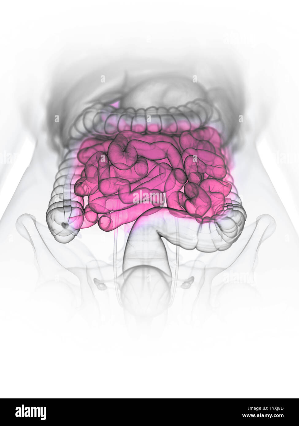 Celiac disease small intestine Cut Out Stock Images & Pictures - Alamy