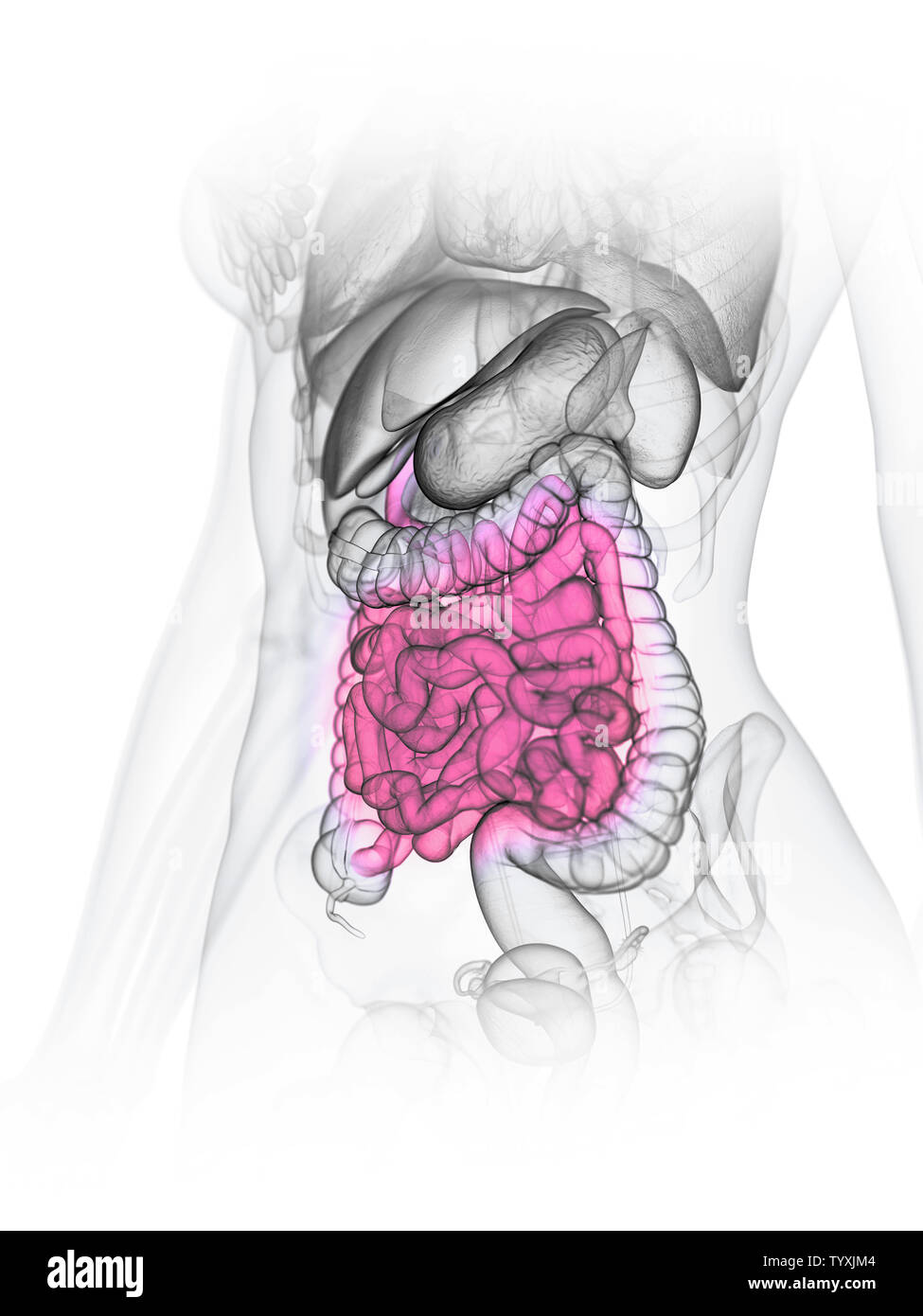 3d rendered medically accurate illustration of a womans small intestine ...