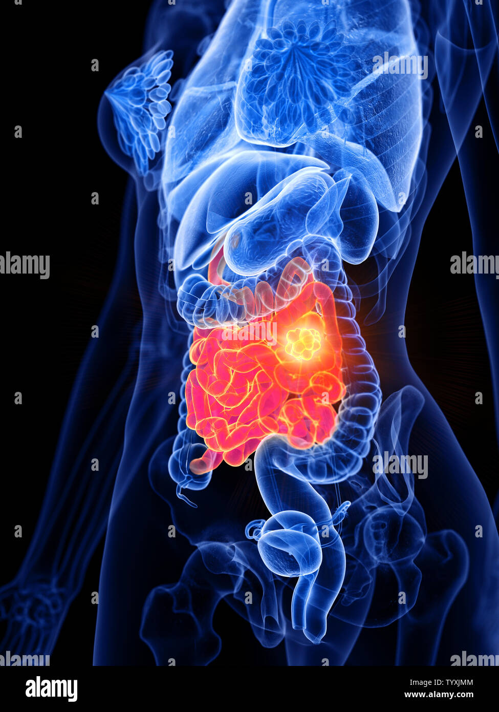 3d rendered medically accurate illustration of a womans small intestine ...
