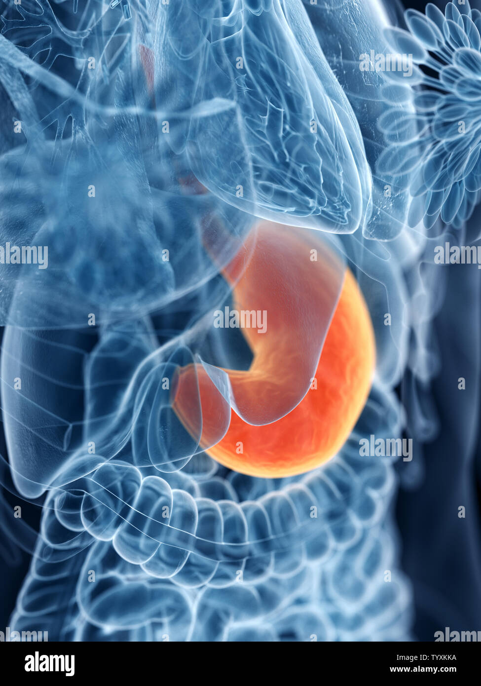3d rendered medically accurate illustration of a womans stomach Stock ...