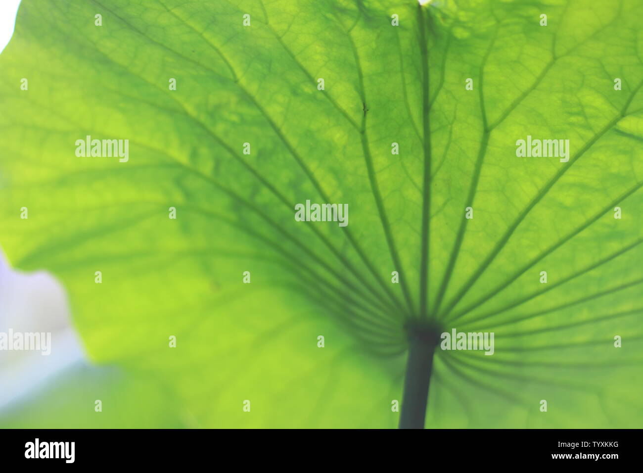 Summer Tropical Veins And Gardens High Resolution Stock Photography and ...