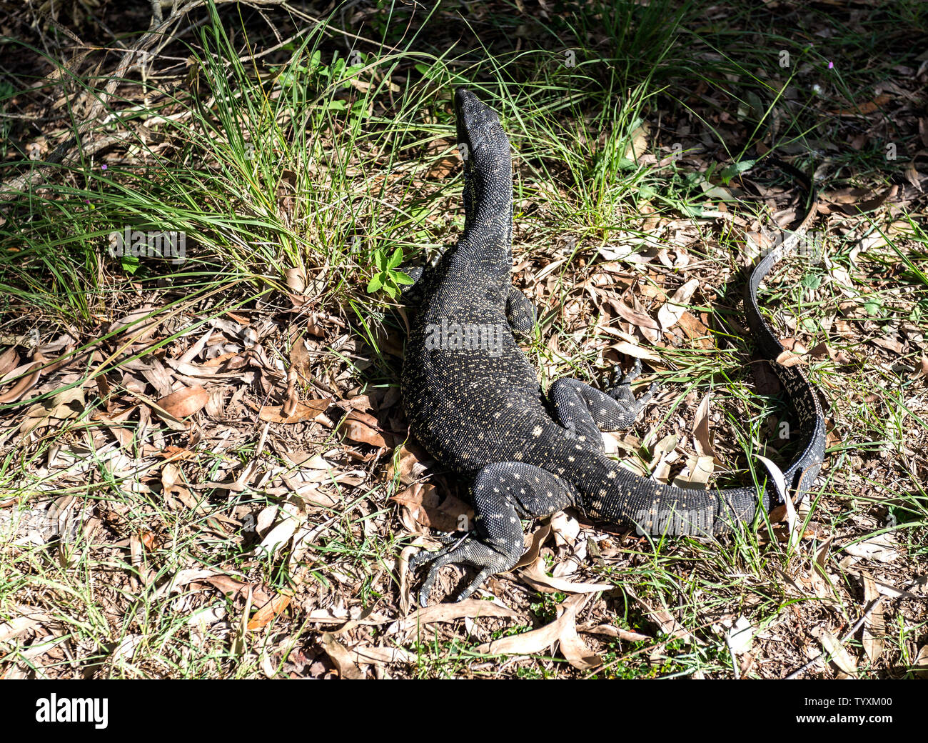 View from above of a medium size Lace Monitor or Goanna, Varanus varius ...
