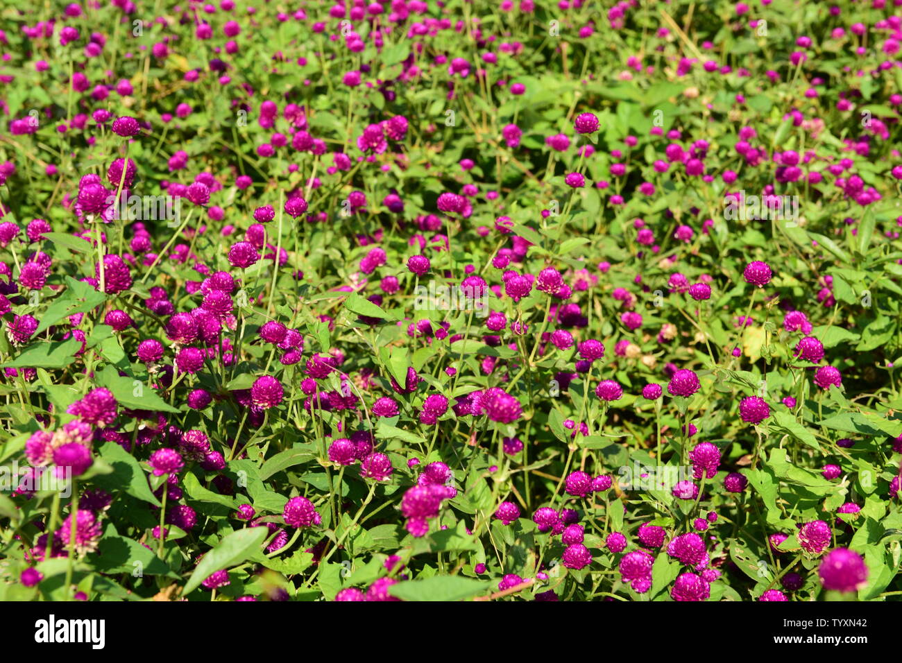 Chirada hi-res stock photography and images - Alamy