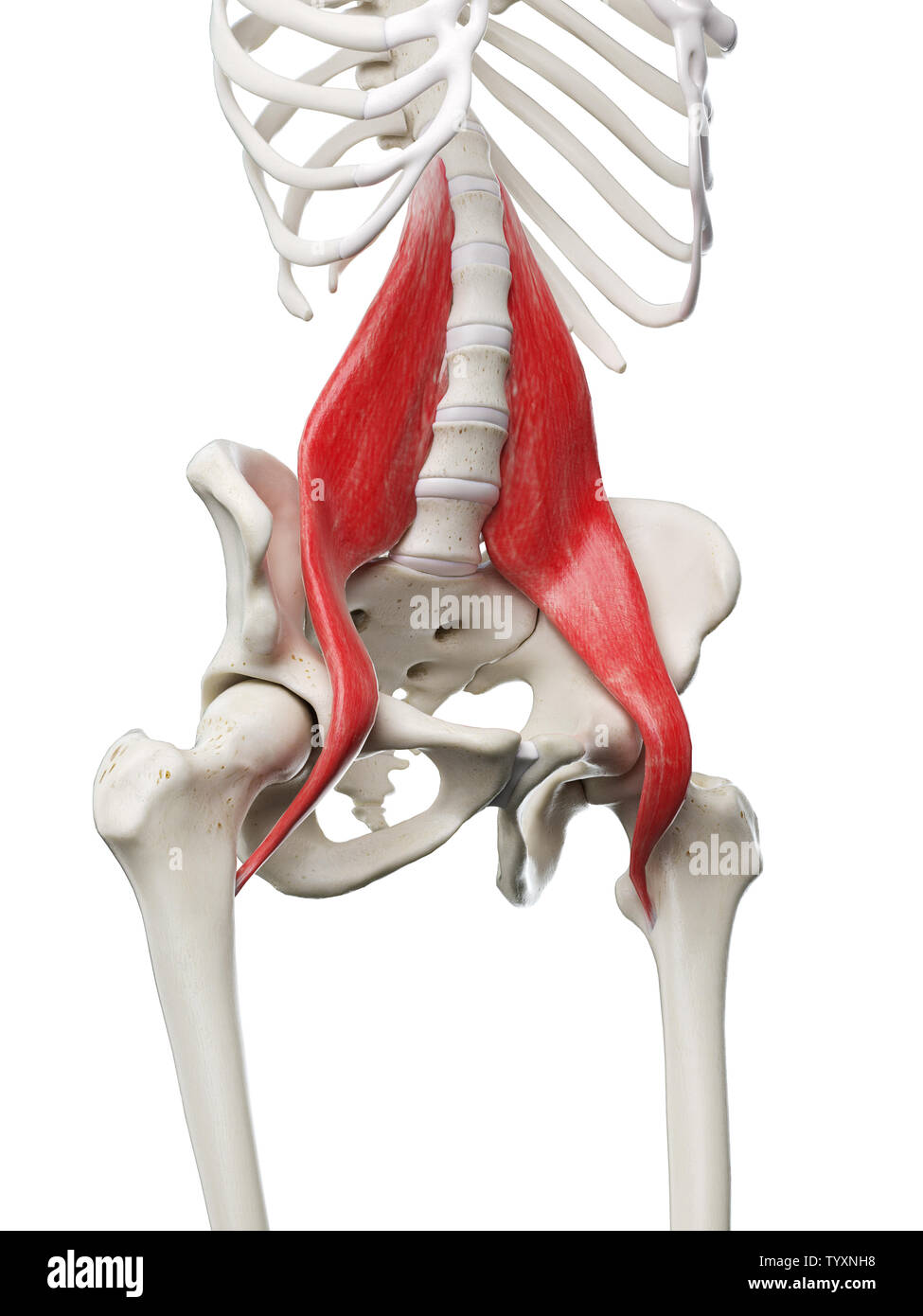 3d rendered medically accurate illustration of a womans Psoas Major ...