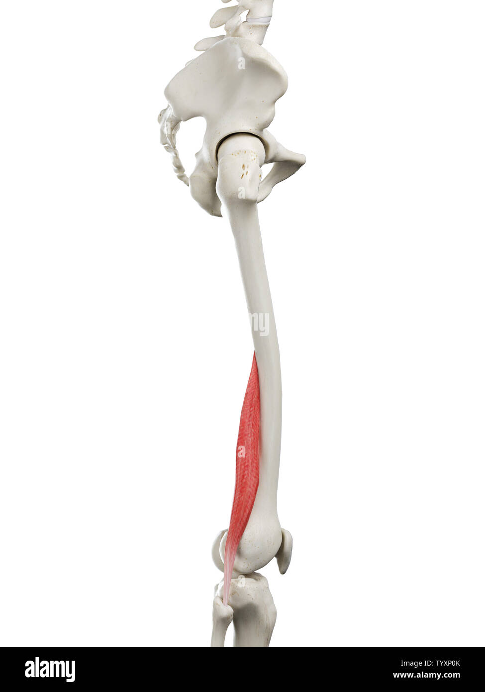 3d rendered medically accurate illustration of a womans Short Biceps ...