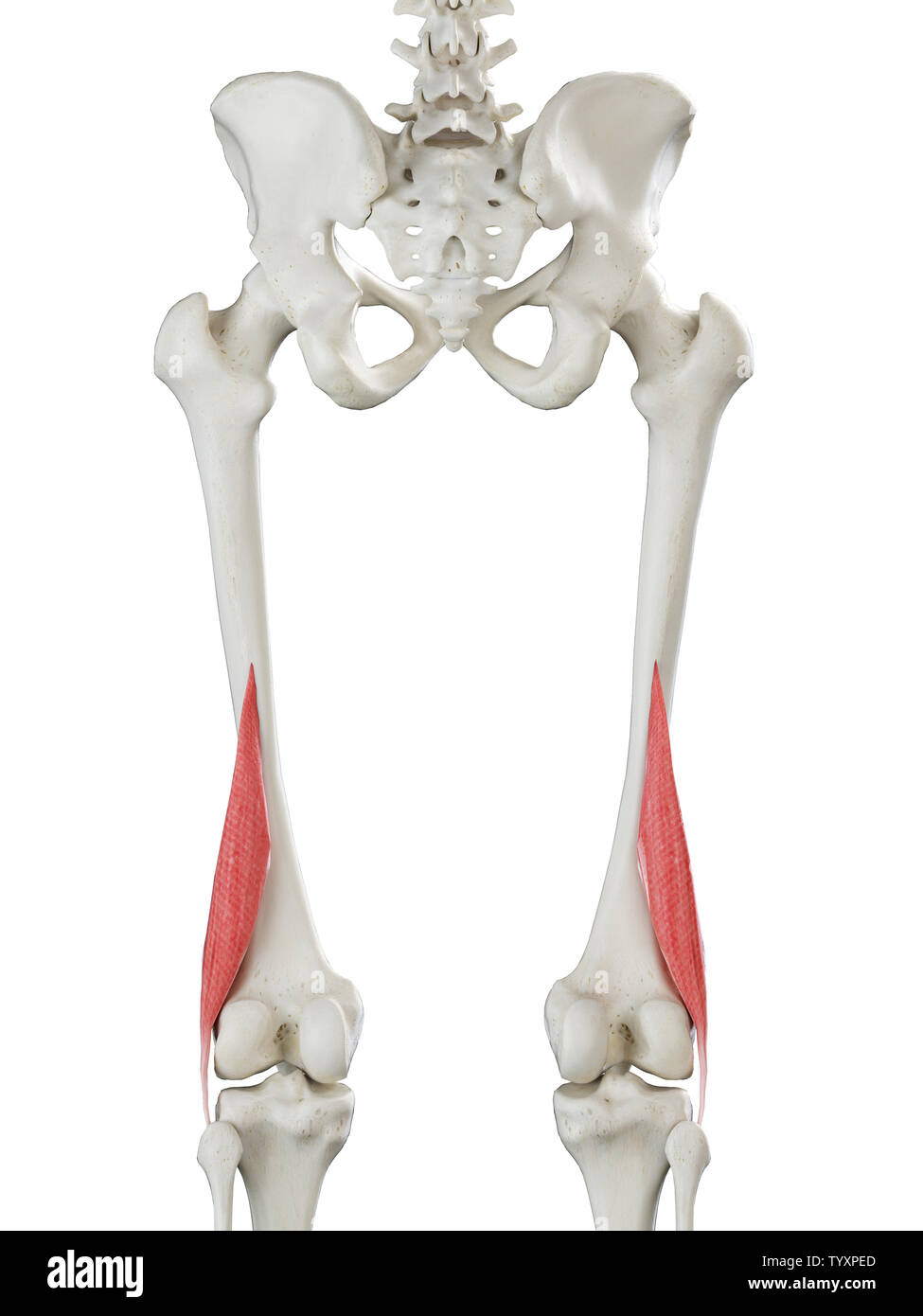 3d rendered medically accurate illustration of a womans Short Biceps ...