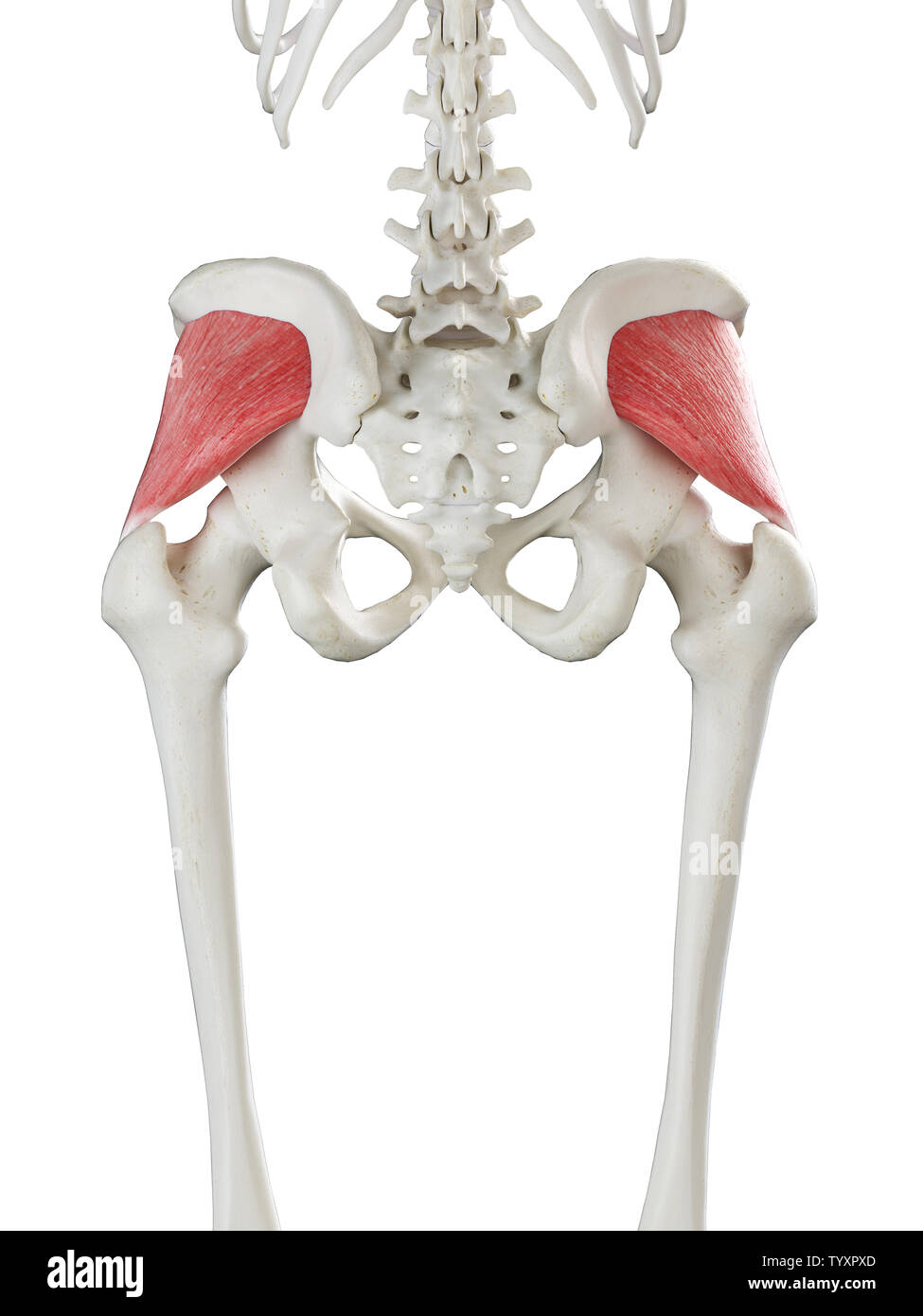 Gluteus minimus hi-res stock photography and images - Alamy