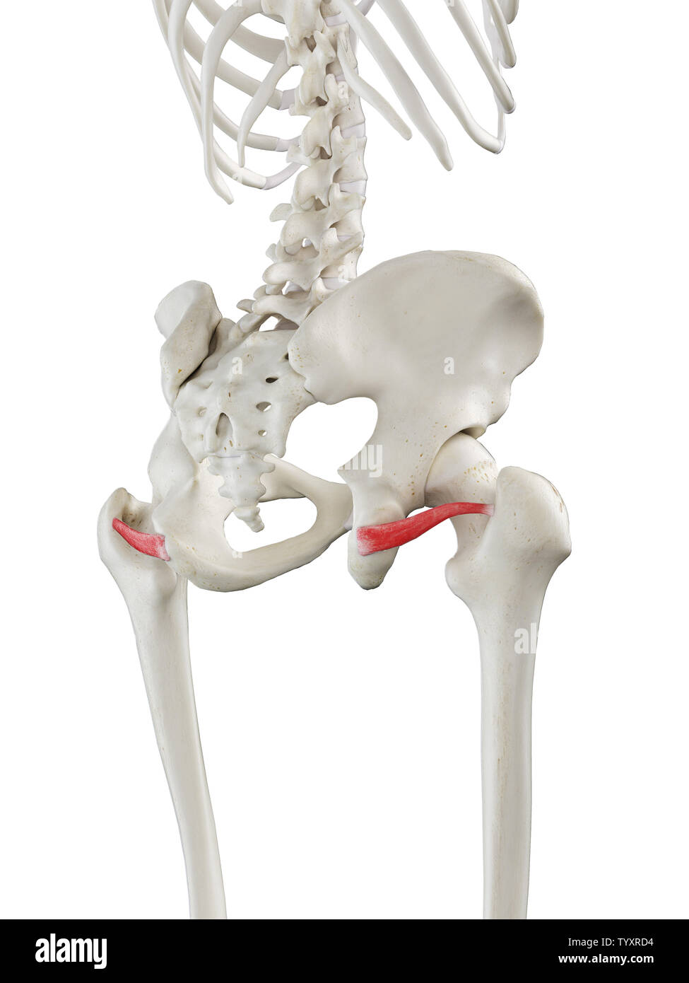 Gemellus inferior hi-res stock photography and images - Alamy