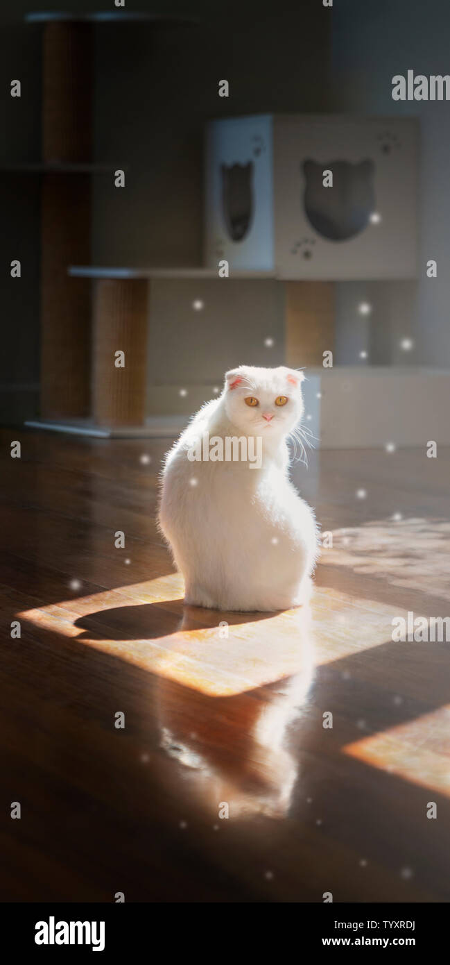 Pure white Scottish folding cat Stock Photo - Alamy