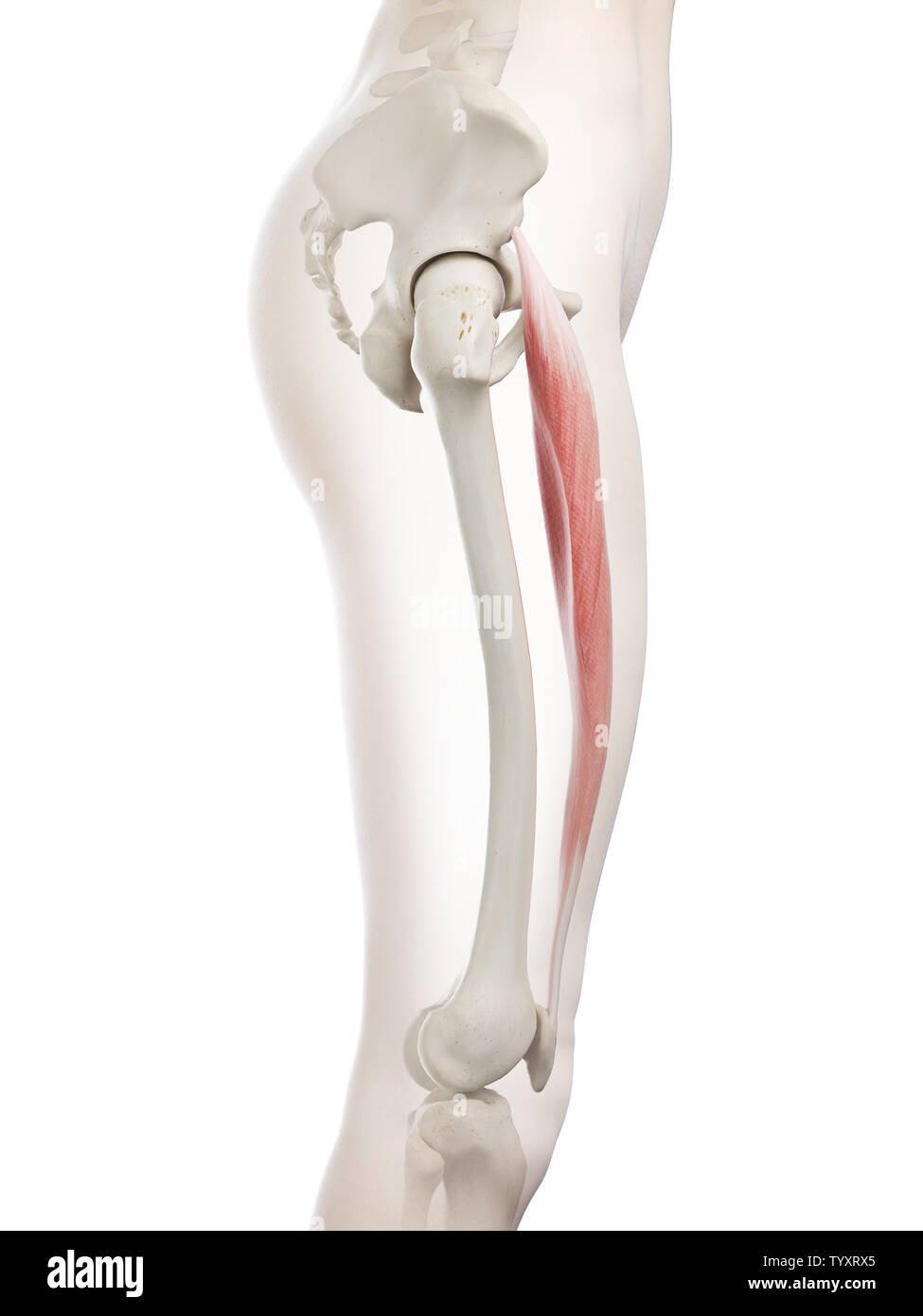 3d rendered medically accurate illustration of a womans Rectus Femoris ...