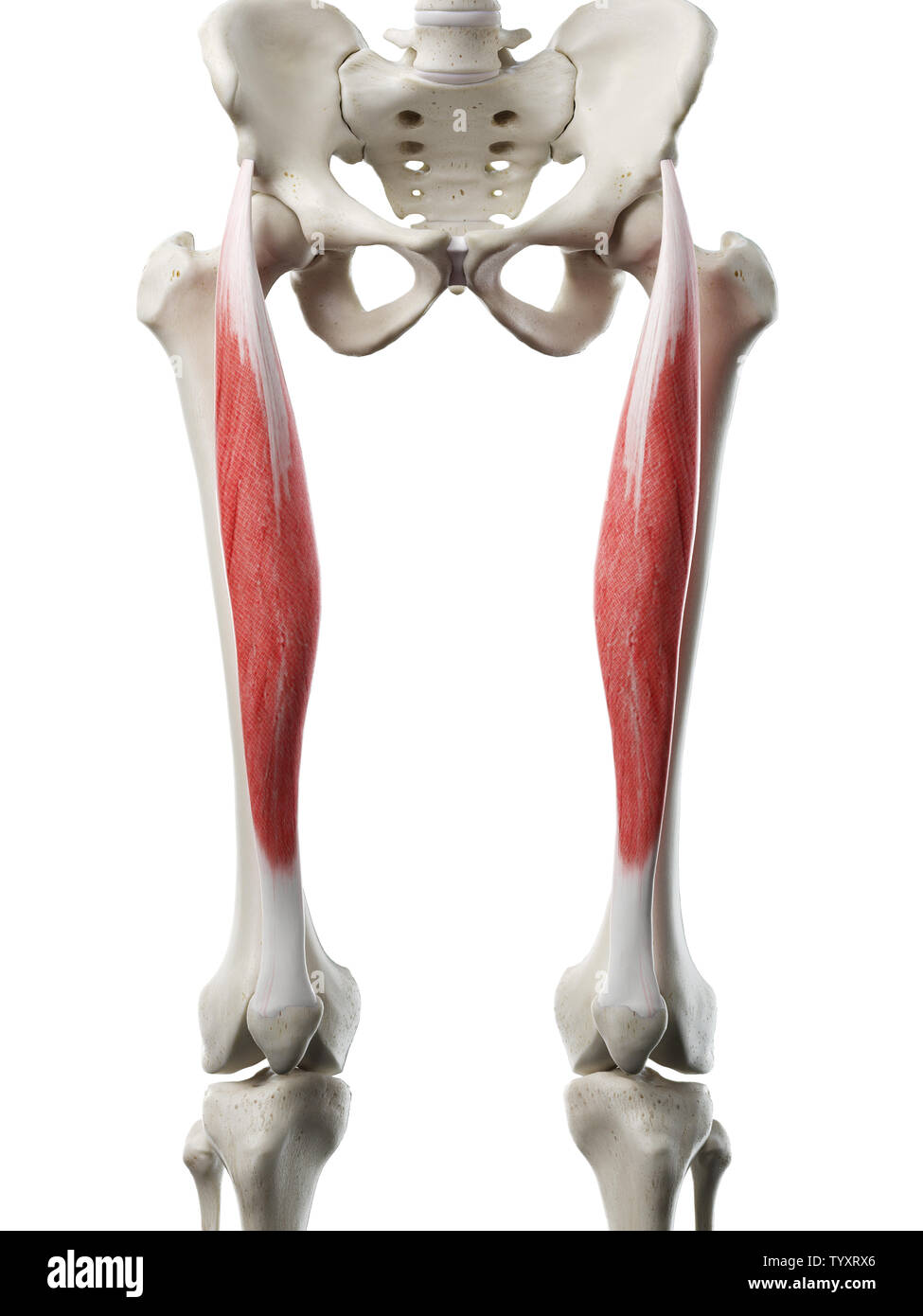 3d rendered medically accurate illustration of a womans Rectus Femoris ...