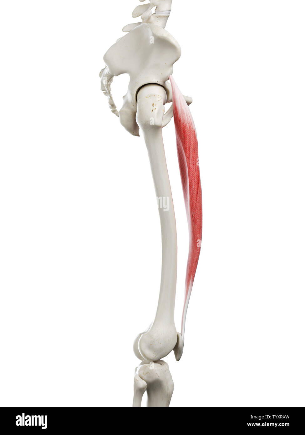 3d rendered medically accurate illustration of a womans Rectus Femoris ...