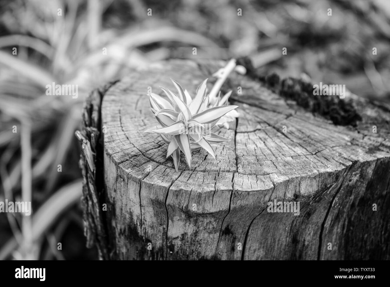 Garden plant tree Black and White Stock Photos & Images - Alamy