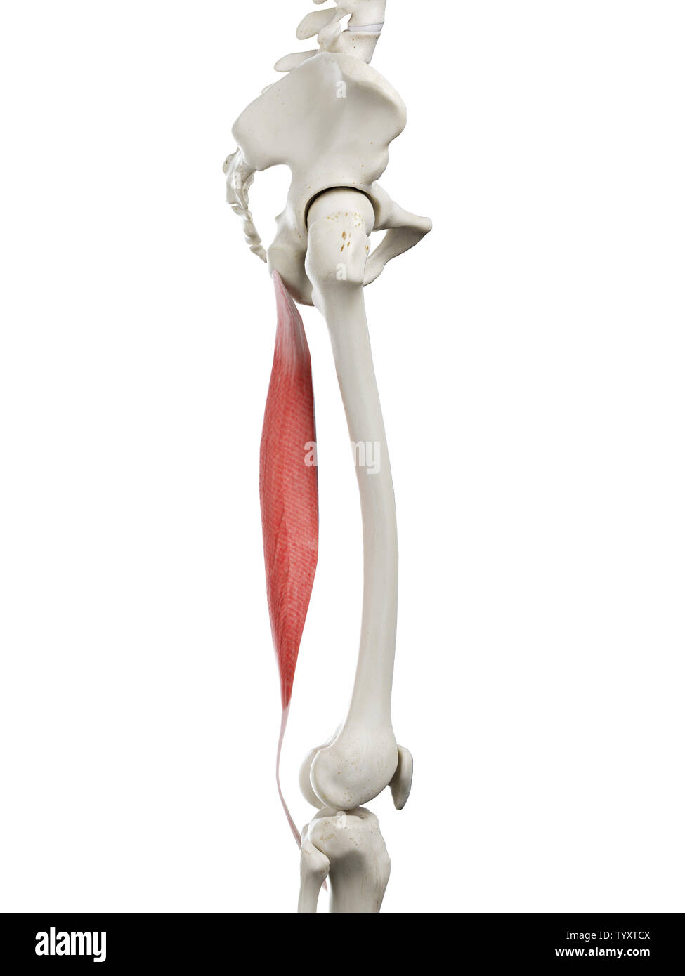 Semitendinosus Muscle High Resolution Stock Photography and Images - Alamy