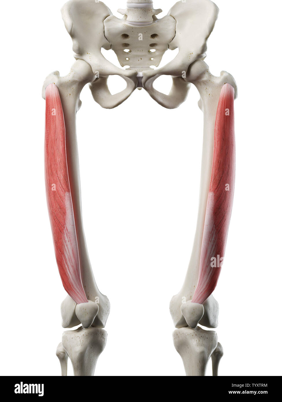 Origin of vastus hi-res stock photography and images - Alamy