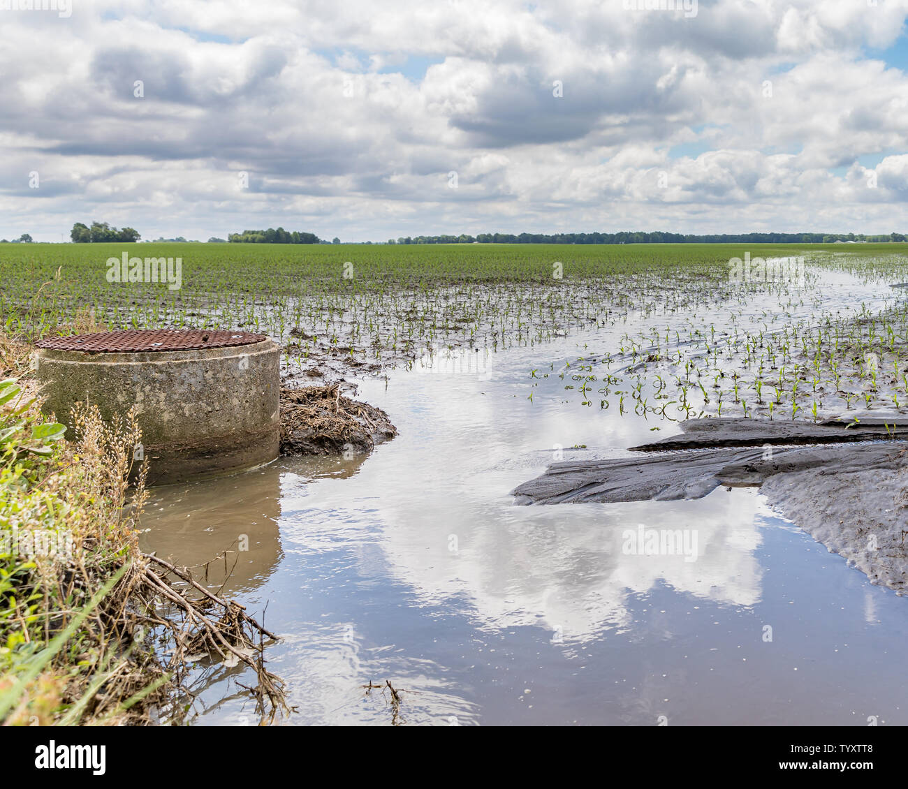 Heavy rains and storms in the Midwest have caused flooded corn fields ...