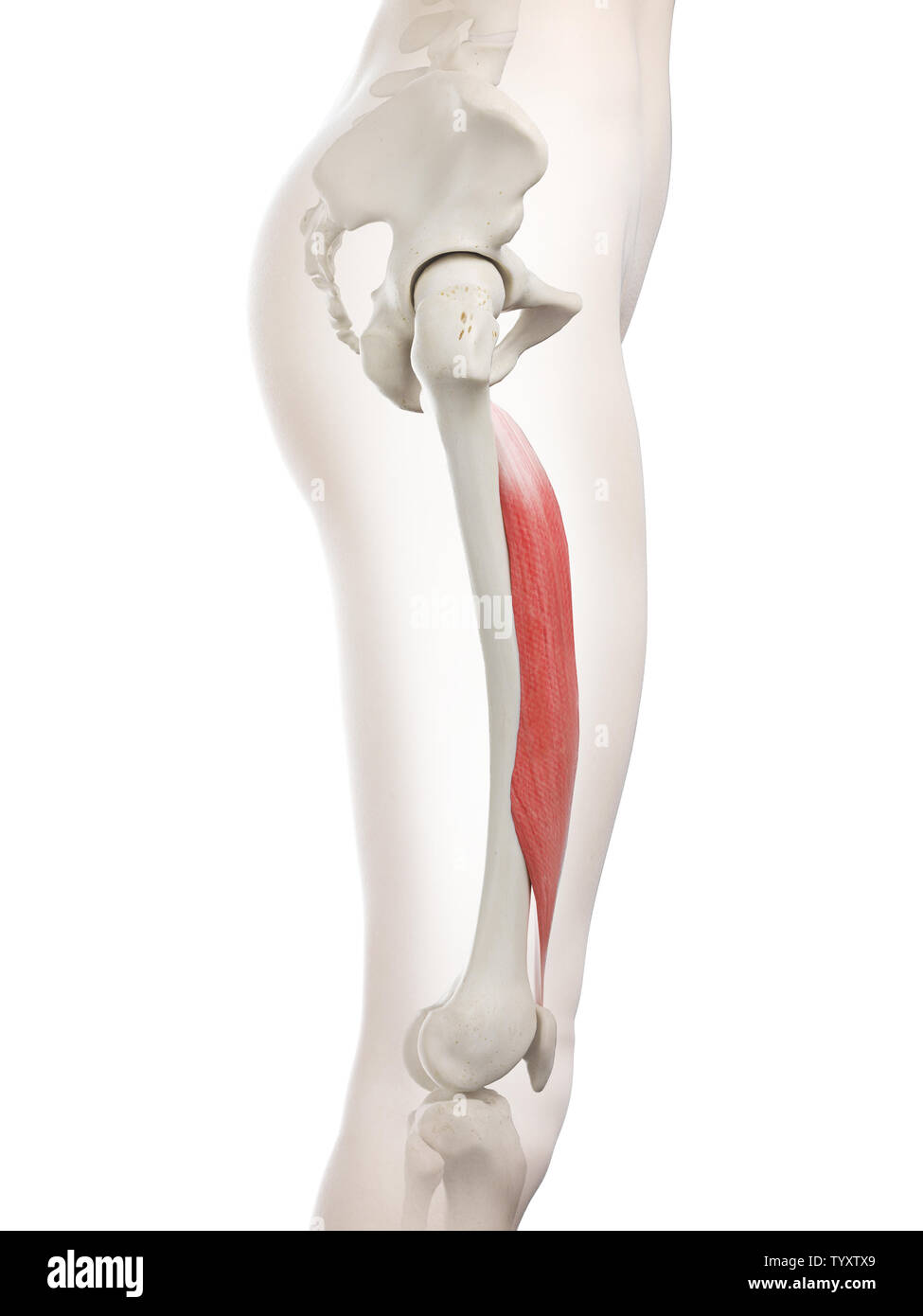 Vastus intermedius muscle hi-res stock photography and images - Alamy