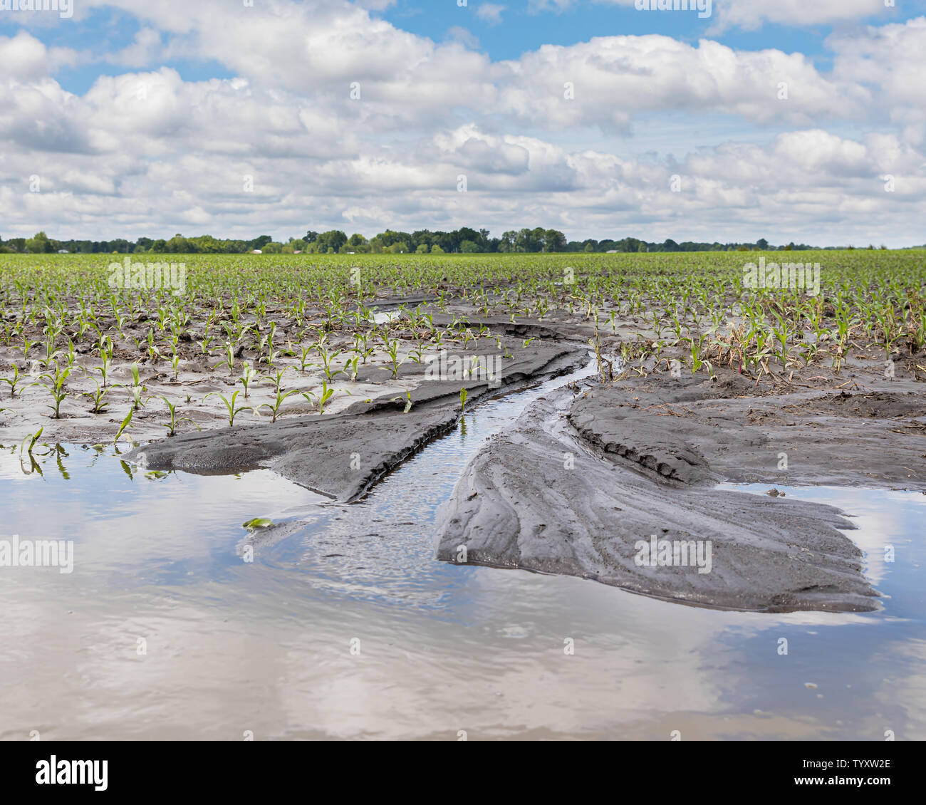 Heavy rains and storms in the Midwest have caused flooded corn fields ...