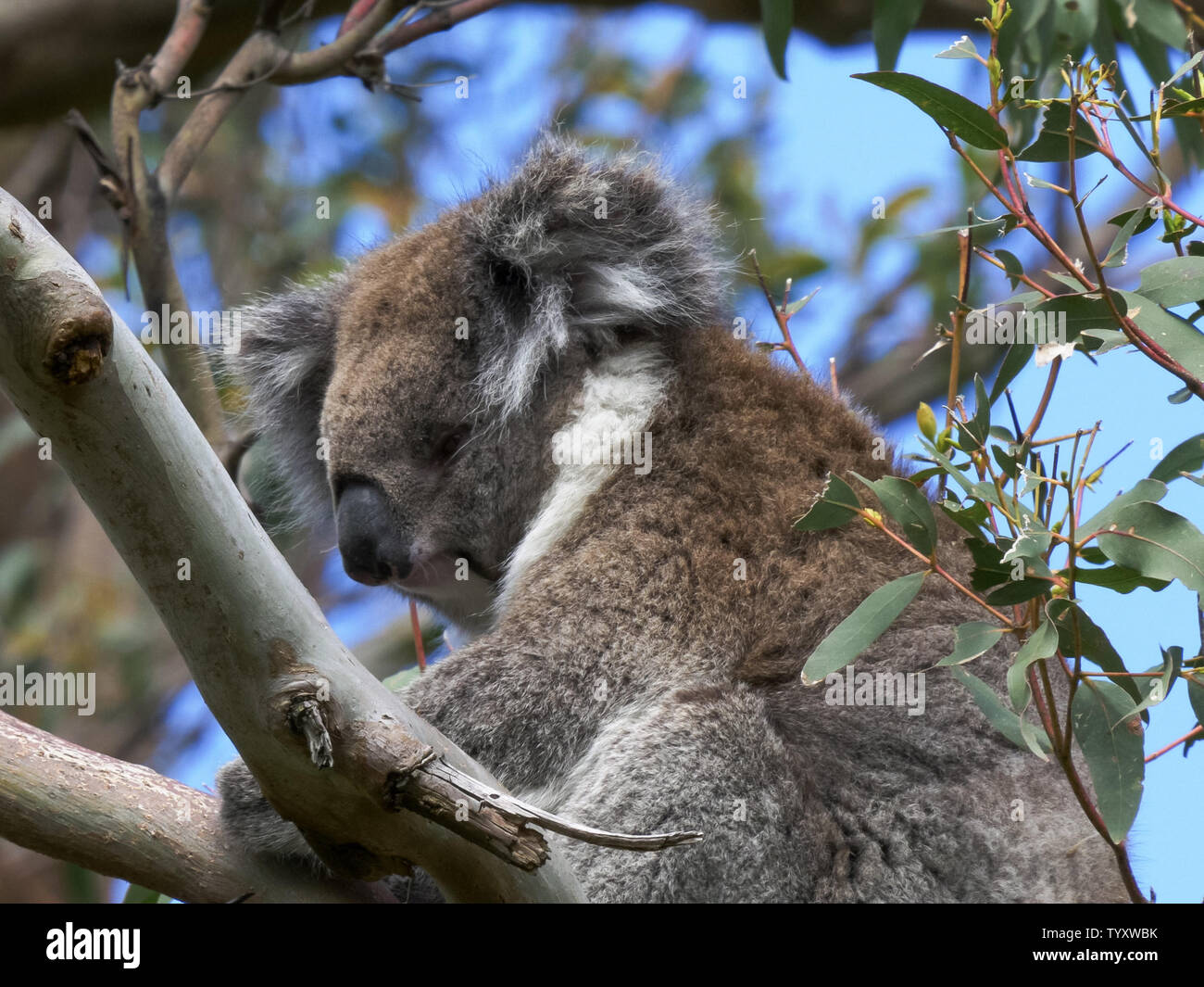 Koala sleeping in tree cape hi-res stock photography and images - Alamy