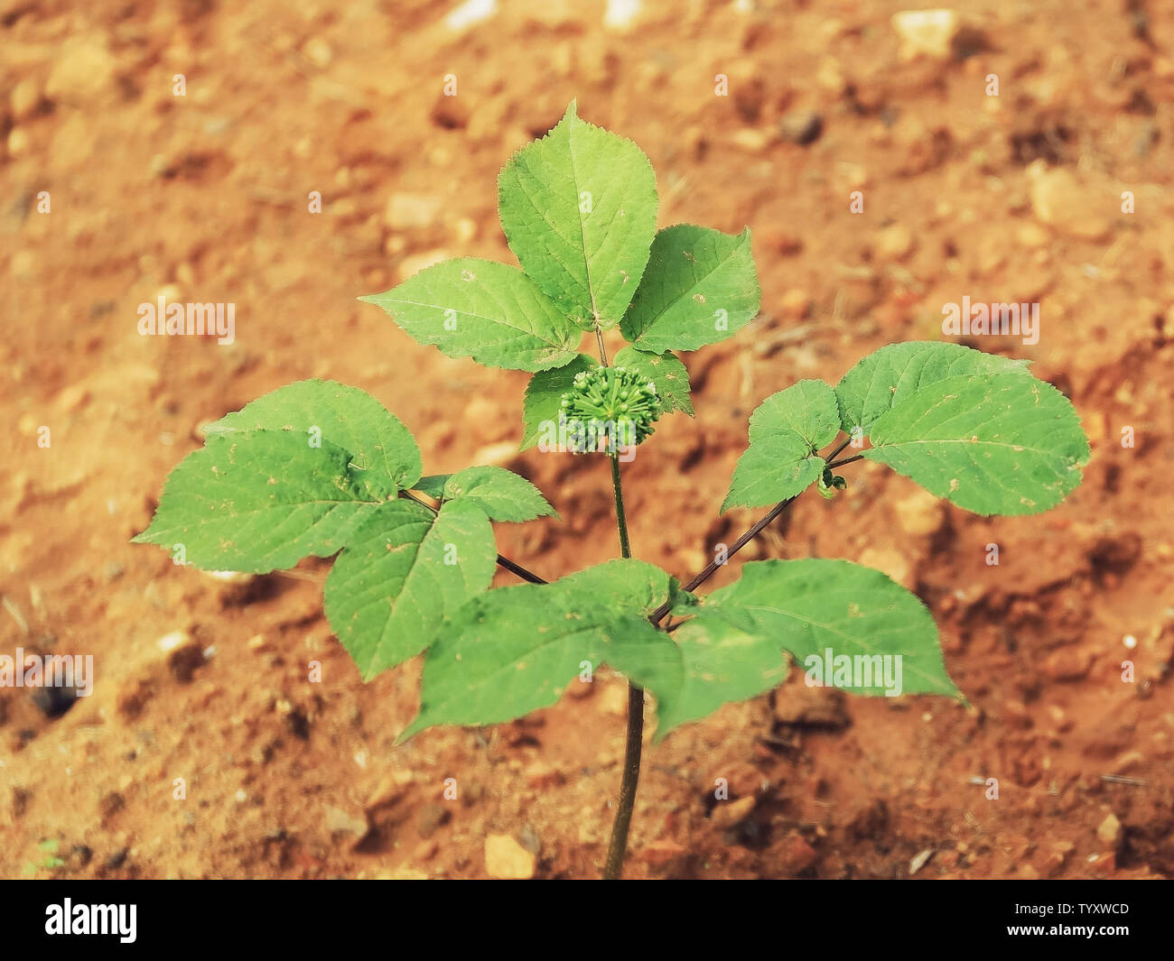 shot of a young gingseng plant in culture Stock Photo - Alamy