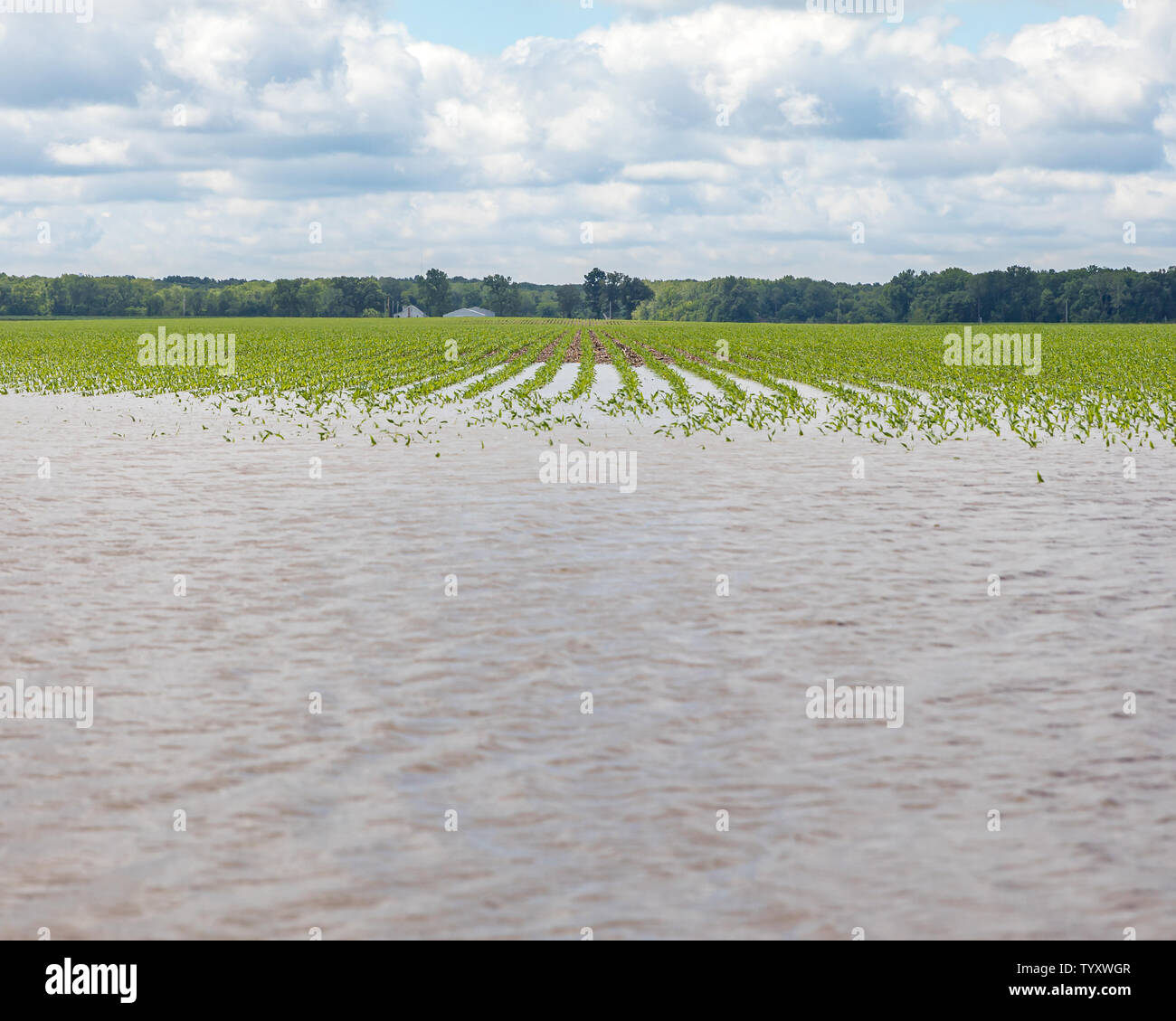 Heavy rains and storms in the Midwest have caused flooded corn fields ...
