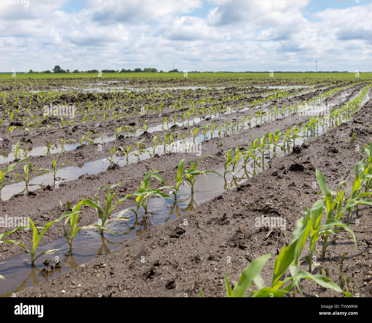 Heavy rains and storms in the Midwest have caused flooded corn fields ...