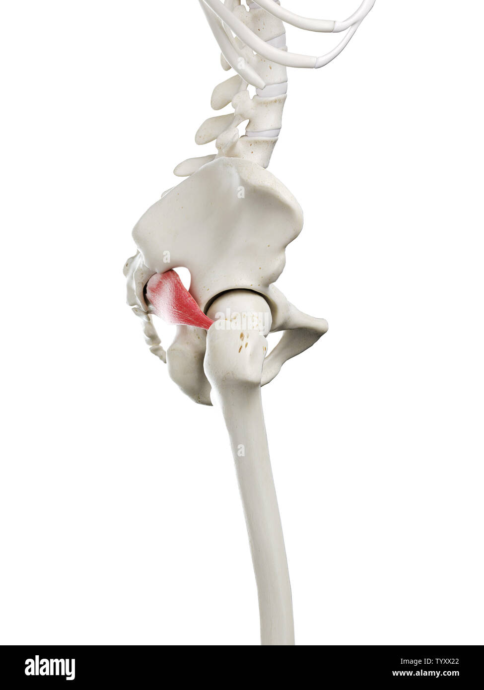 Piriformis muscle Cut Out Stock Images & Pictures - Alamy