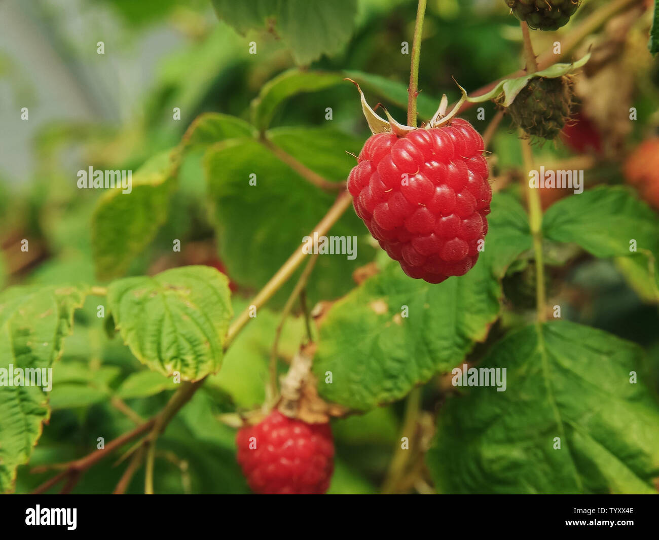 close up of a ripe raspberry at a farm in westerway, tasmania Stock ...