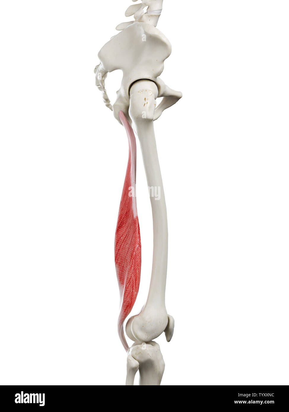 Leg muscle origin diagram hi-res stock photography and images - Alamy