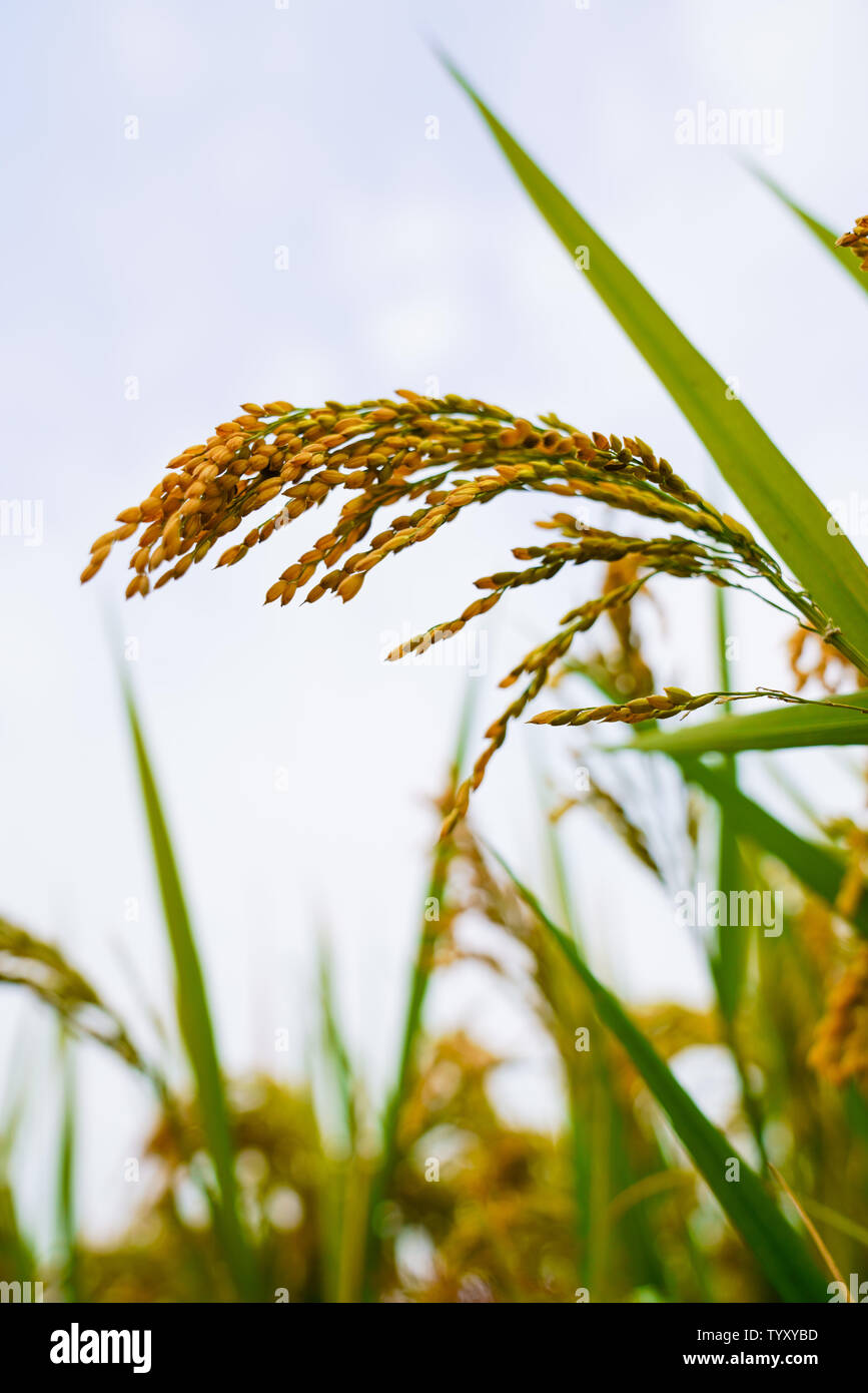 Dry rice, rice, grain harvest Stock Photo - Alamy