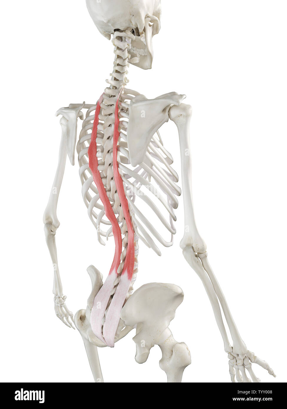 Longissimus thoracis muscle hi-res stock photography and images - Alamy