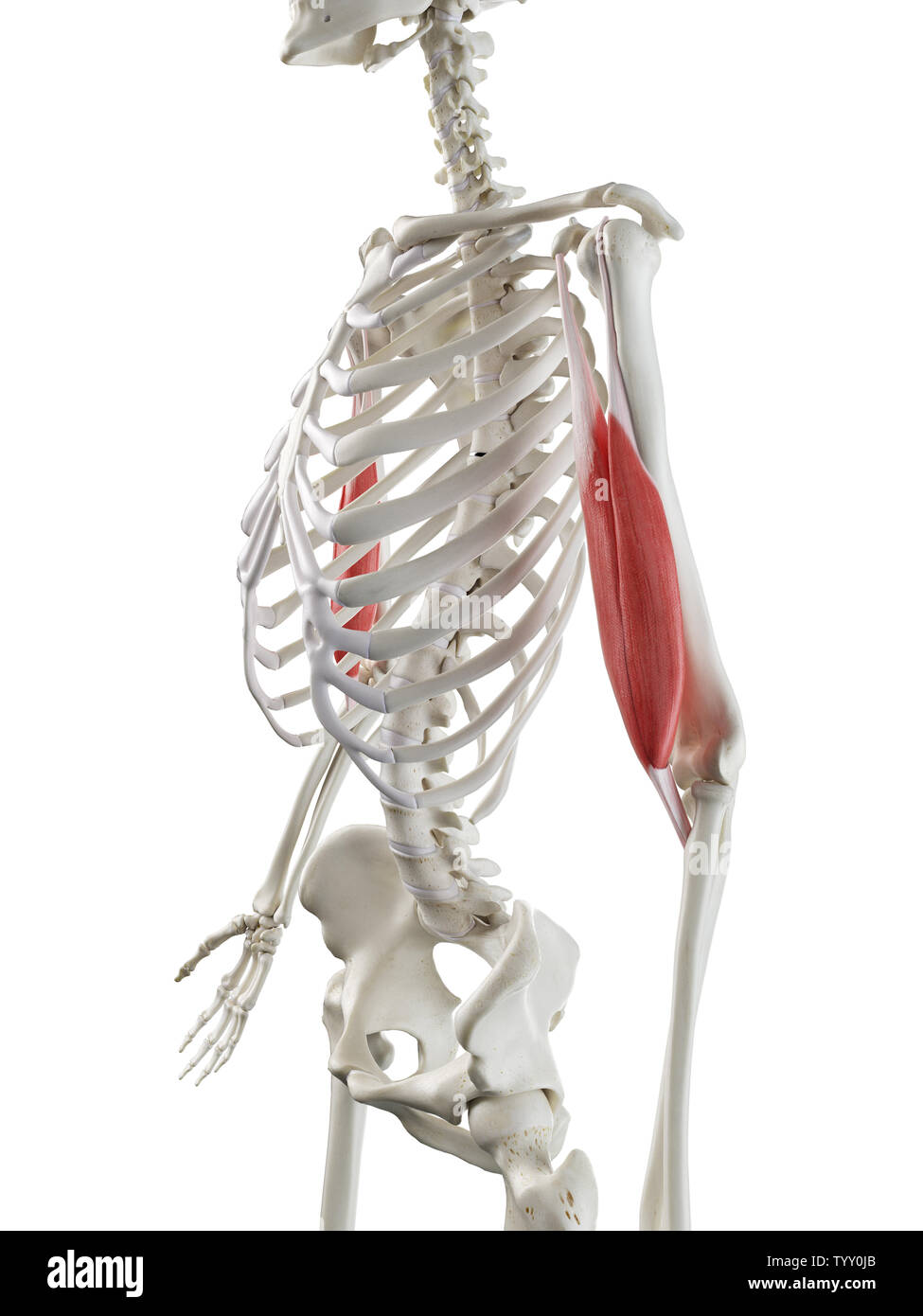 3d rendered medically accurate illustration of a womans Biceps Stock ...
