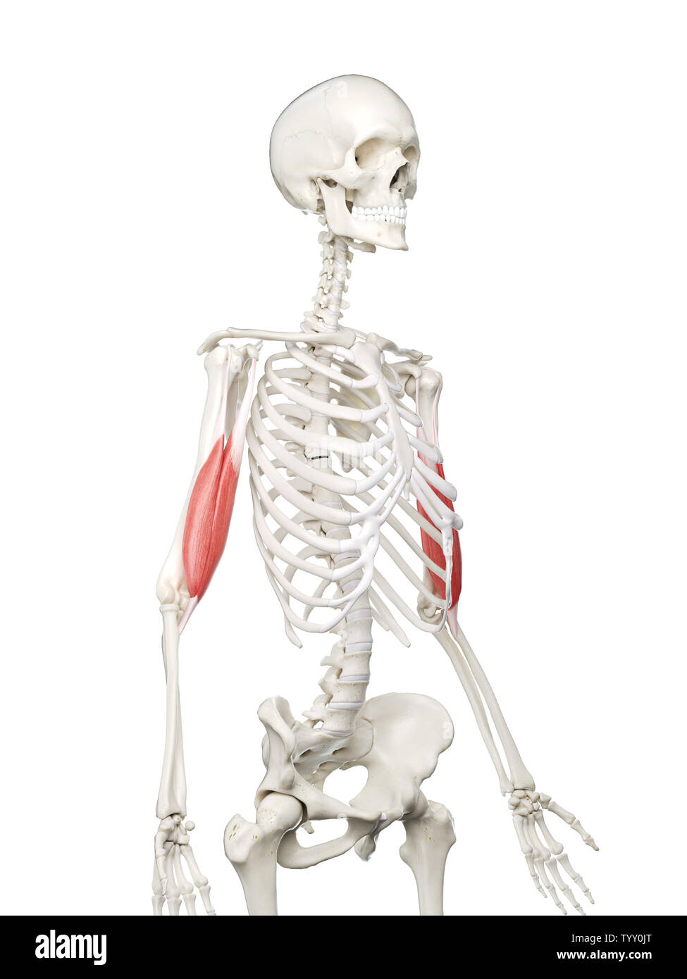 3d rendered medically accurate illustration of a womans Biceps Stock ...