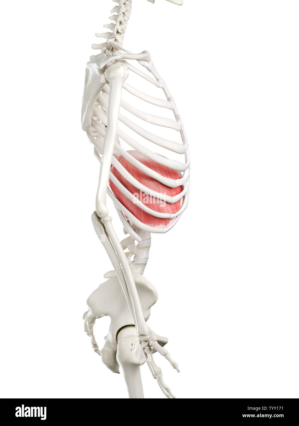 3d rendered medically accurate illustration of a womans Diaphragm Stock ...