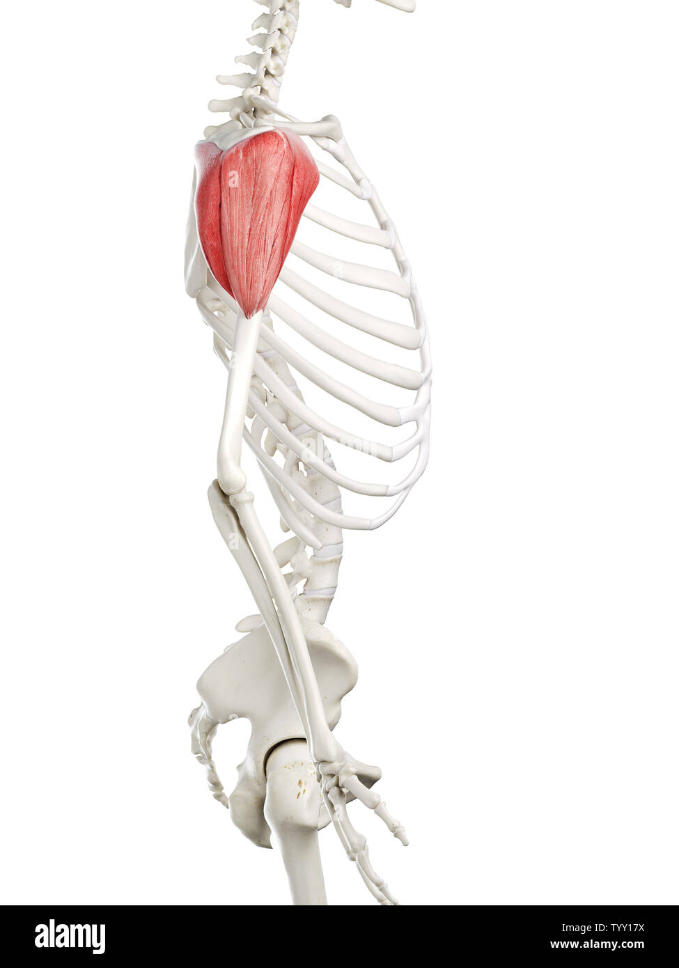 3d rendered medically accurate illustration of a womans Deltoid Stock ...