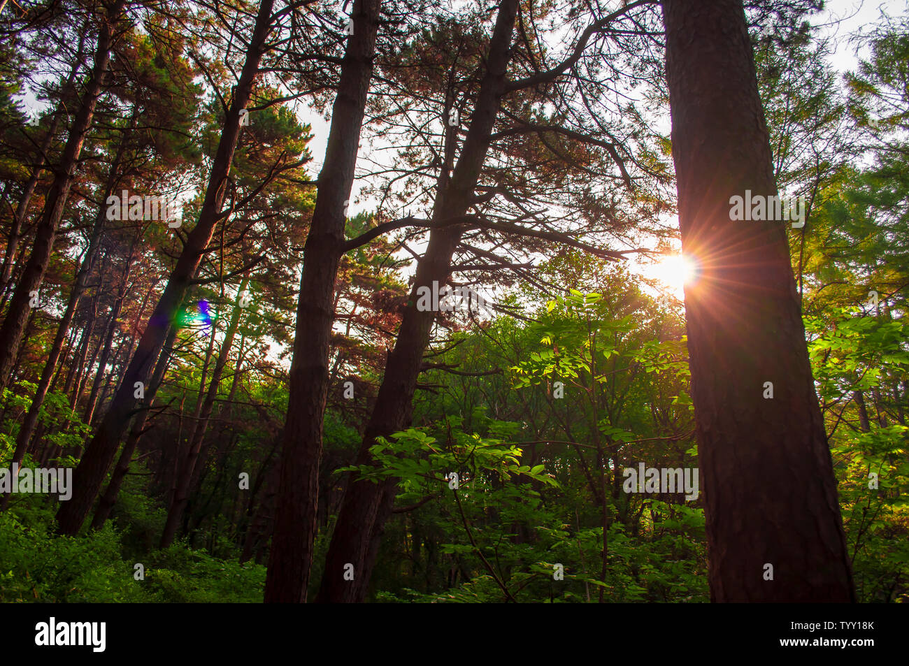 Forest and morning light Stock Photo - Alamy