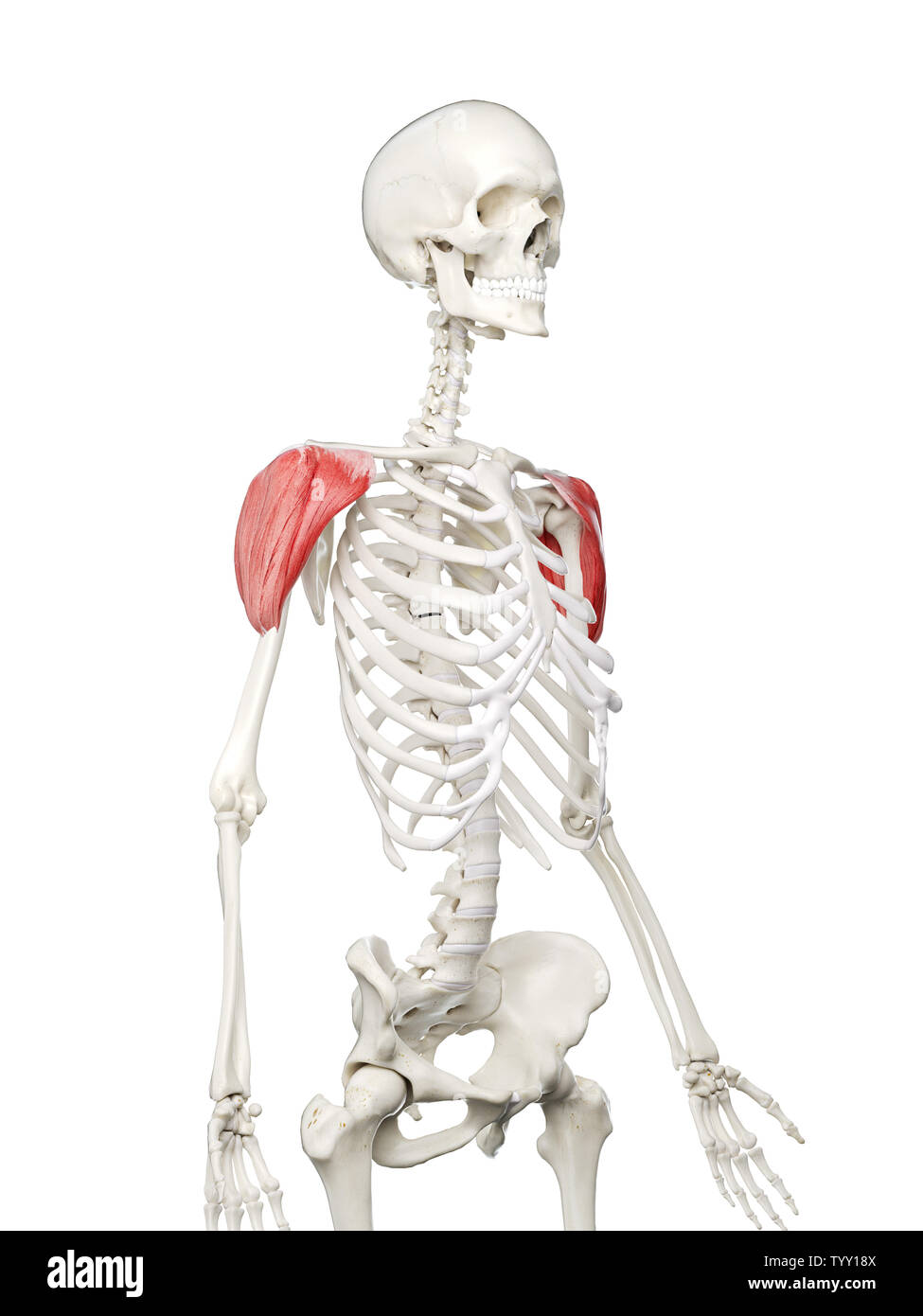 3d rendered medically accurate illustration of a womans Deltoid Stock ...