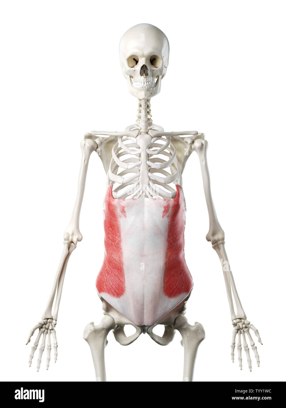 3d rendered medically accurate illustration of a womans External ...