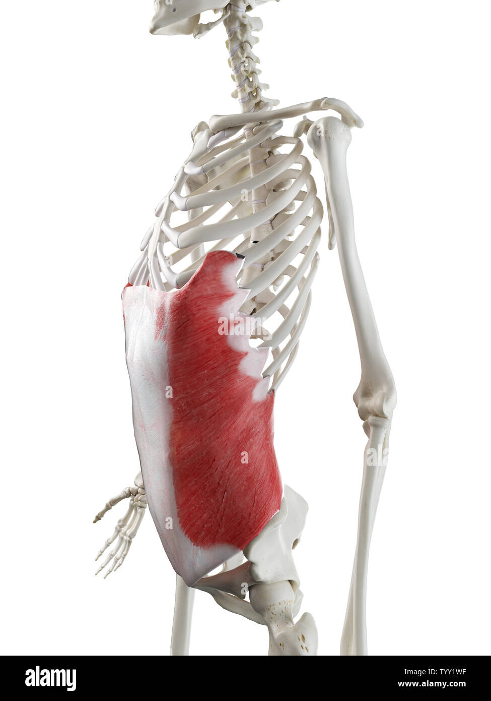3d rendered medically accurate illustration of a womans External ...