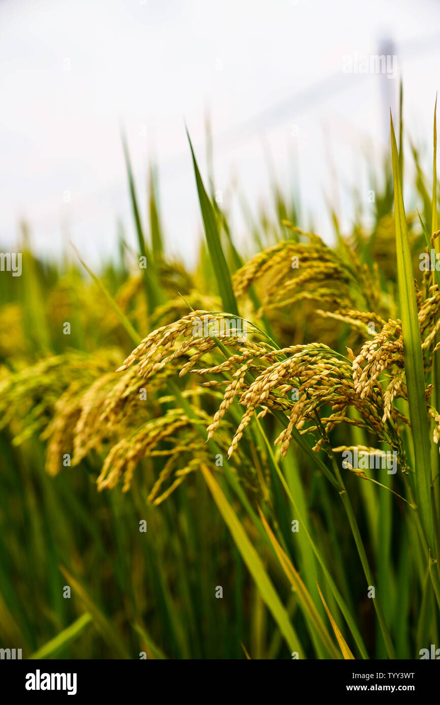 Dry rice, rice, grain harvest Stock Photo - Alamy