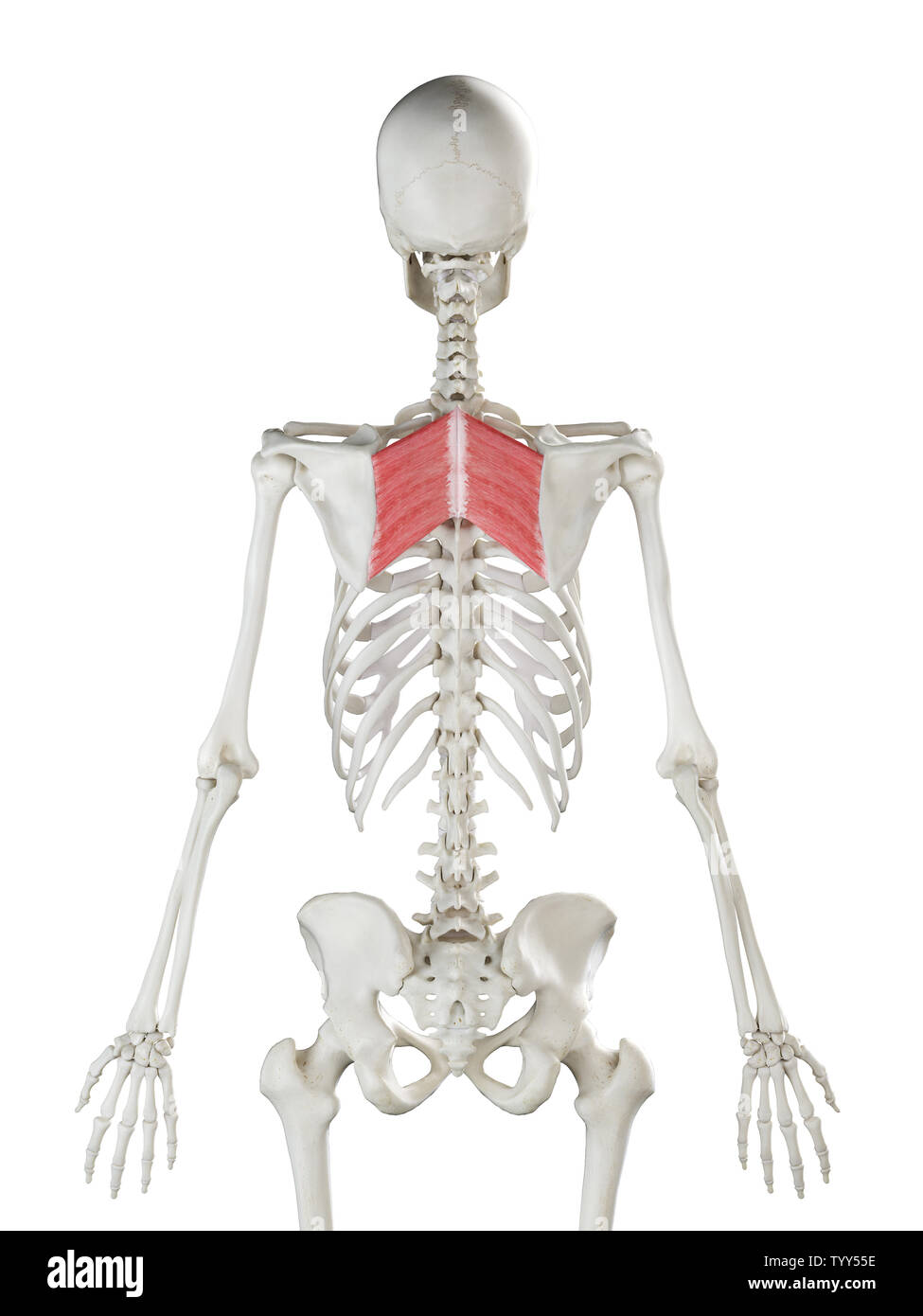 3d rendered medically accurate illustration of a womans Rhomboid Major ...