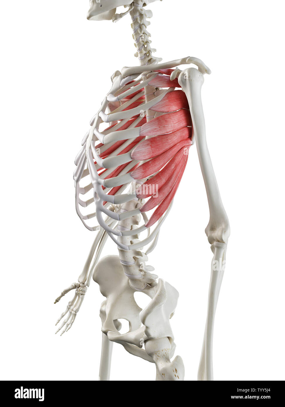 Serratus anterior hi-res stock photography and images - Alamy